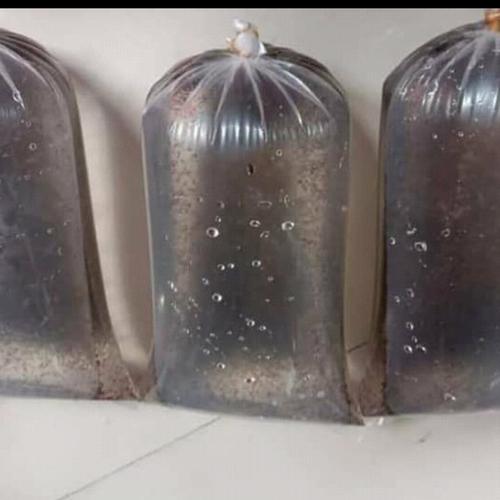 Jual Encu/jentik nyamuk pakan ikan Cupang/hias takeran (1 sdm ...