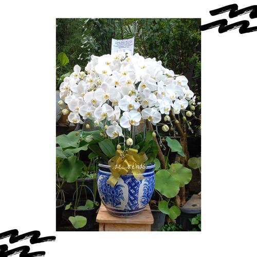 Jual Bunga Anggrek bulan Taiwan rangkaian 15 Pohon Warna Putih, Pot ...