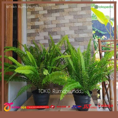 Jual PAKIS BOSTON - TANAMAN HIAS PAKIS - FERN BOSTON - Kota Bandung ...