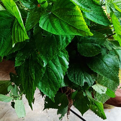 Jual Daun jelatang atau daun gatal atau daun pulus segar per 700 gram ...