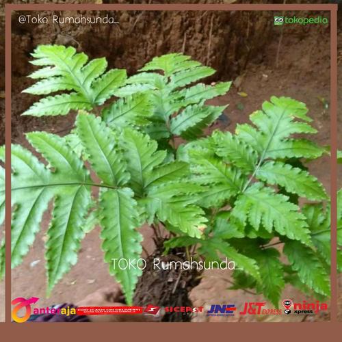 Jual TANAMAN HIAS PAKIS BESAR - TANAMAN PAKIS HUTAN - BIBIT TANAMAN ...