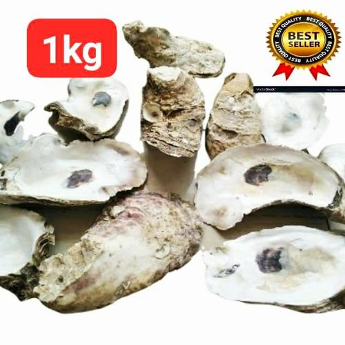 Jual oyster shell kulit kerang media filter kolam ikan koi isi 1kg ...