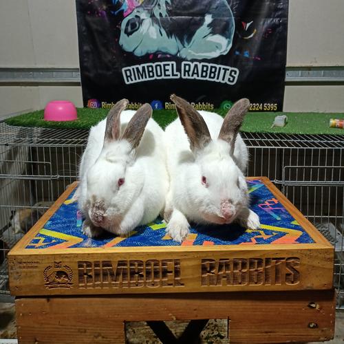 Jual kelinci pedaging California/hyla - Kab. Bogor - Rimboel Rabbits ...