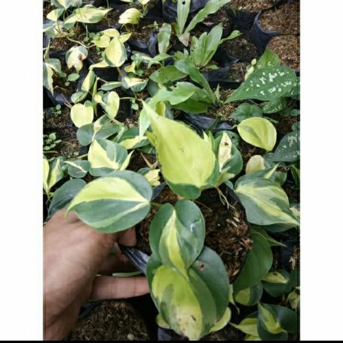 Jual Sirih Gading belanda - Kab. Cianjur - TANAMAN HIAS PUNCAK CIANJUR ...