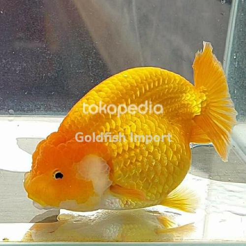 Jual Ikan Mas Koki Ranchu Buffalo / rancu rw / rancu buffalo - Kota ...