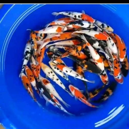 Jual bibit ikan koi blitar cantik size 5-9 cm - Kota Tangerang Selatan ...