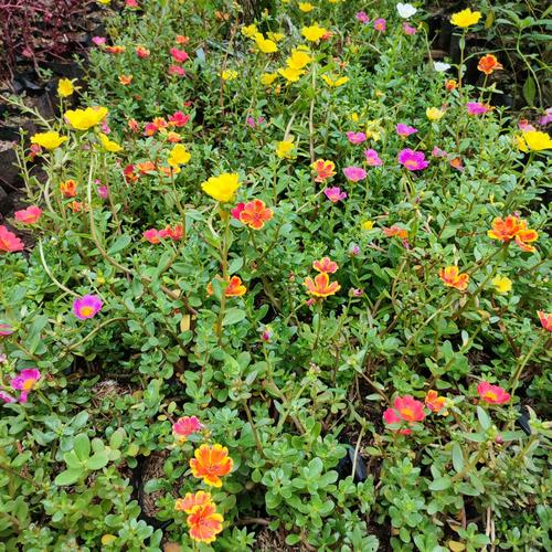 Jual tanaman hias krokot portulaca - bunga krokot portulaca - outdoor ...