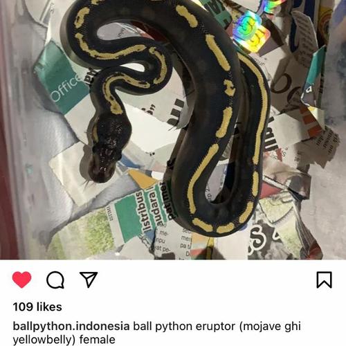 Jual ball python eruptor female - Kab. Tangerang - ballpythonindo ...