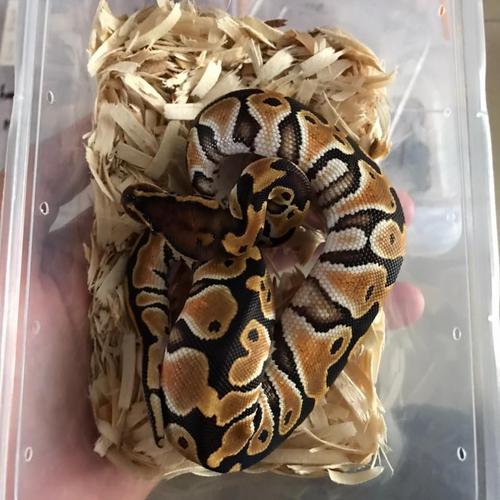 Jual ball python special orange dream het clown - Kab. Tangerang ...