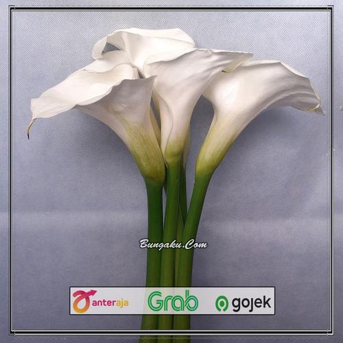 Jual bunga Calla Lily segar cantik fresh / white Calla Lily tangkai ...