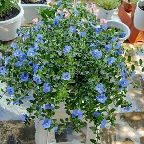 Jual bunga blue eyes tanaman hias - Kab. Bandung Barat - jihanplantshop ...