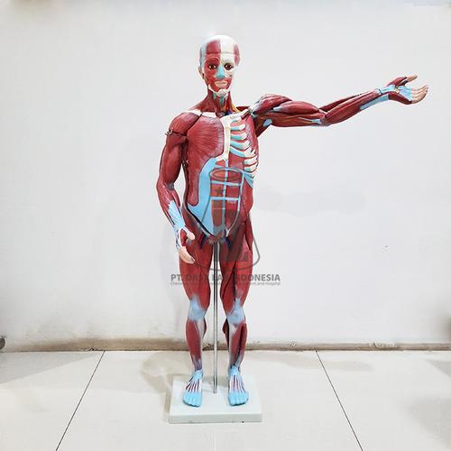 Jual Alat Peraga IPA Biologi - Model Phantom Anatomi Otot Manusia ...