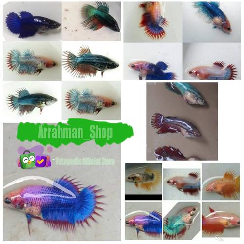 Jual Ikan Hias - Ikan Cupang Serit Betina Crowntail / Cupang Serit ...