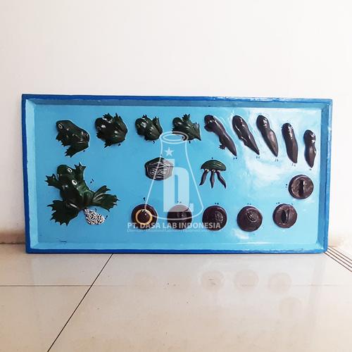 Jual Alat Peraga IPA Biologi - Model Penampang siklus hidup katak ...