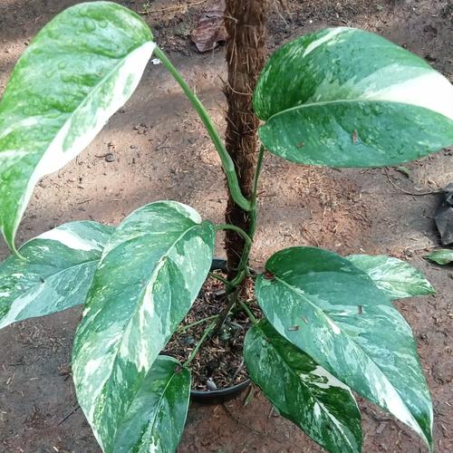 Jual tanaman epipremnum pinnatum variegata - Kab. Bogor - tukang pohon ...