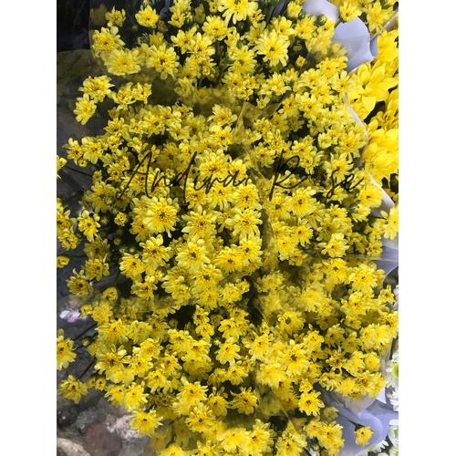 Jual Baby Aster Kuning ( Bunga Aster Segar / Bunga Potong Segar ...