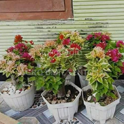 Jual bonsai bunga bougenville /bugenfil variegata 1 pohon 3 warna + pot ...