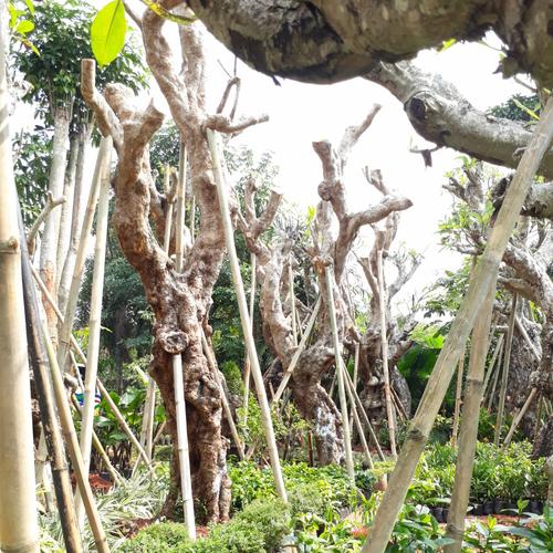 Jual Tanaman Kamboja Bali Fosil Diameter 40-50cm - Jakarta Barat ...