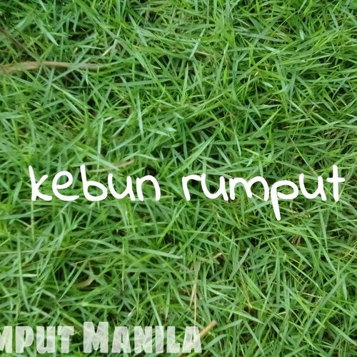 Jual rumput jepang / rumput manila - Kota Banjarbaru - KEBUN RUMPUT ...