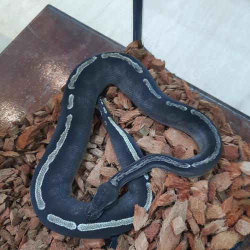Jual ball python ghi mojave het ghost - Kota Tangerang - ballpythonindo ...