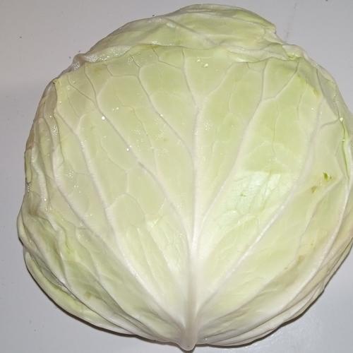 Jual kol putih segar 500gr - Kota Bandung - clarafio store | Tokopedia