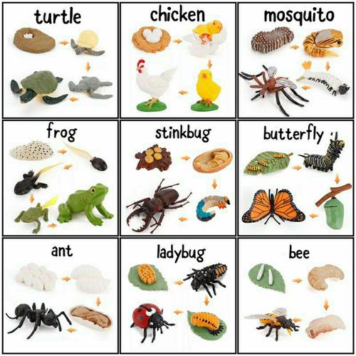 Jual animal life cycle figure figurine binatang siklus hidup montessori ...