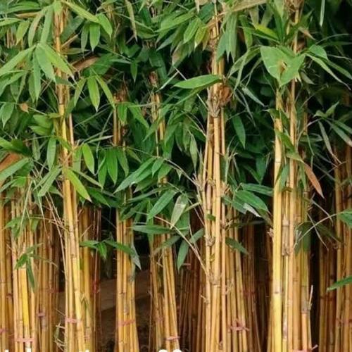 Jual @ Tanaman Bambu Kuning Panda 2 Meter - Kab. Bogor - Daffi ...