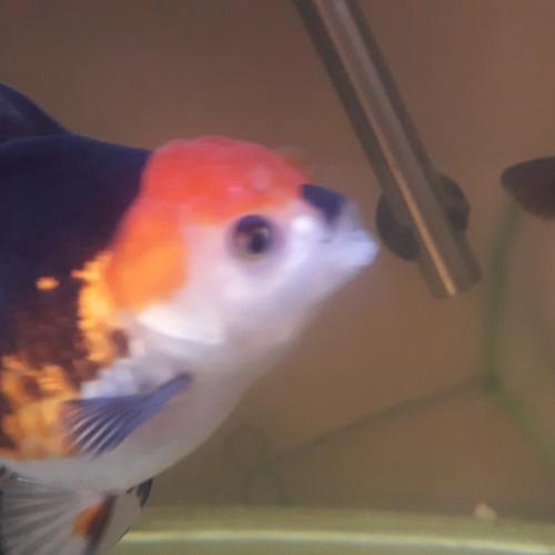 Jual ikan koki oranda panda 3 color tancho 13 cm - Kota Tangerang ...