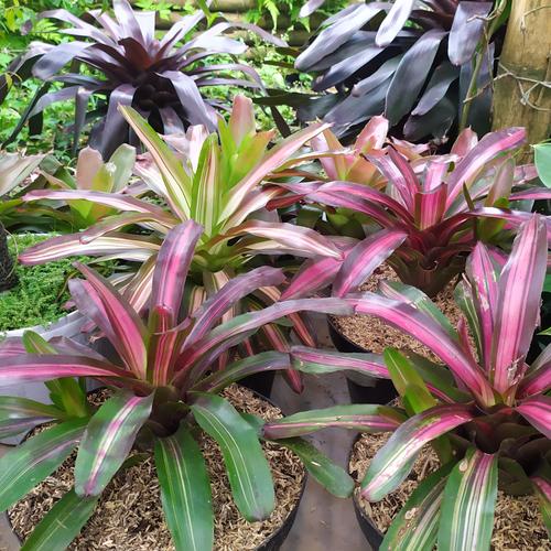 Jual tanaman bromelia tricolour / bromelia tanaman hias - Kota Bogor ...