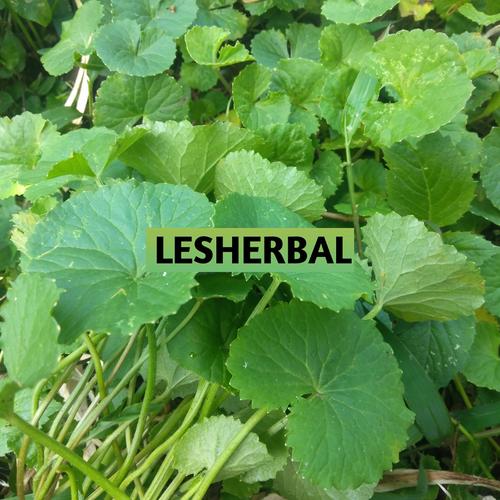 Jual daun pegagan atau antanan 300gram - Kab. Bandung Barat ...