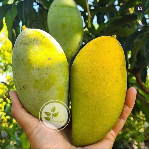 Jual Pohon mangga cokanan - Tambulapot - Bibit buah manggah cokanan ...