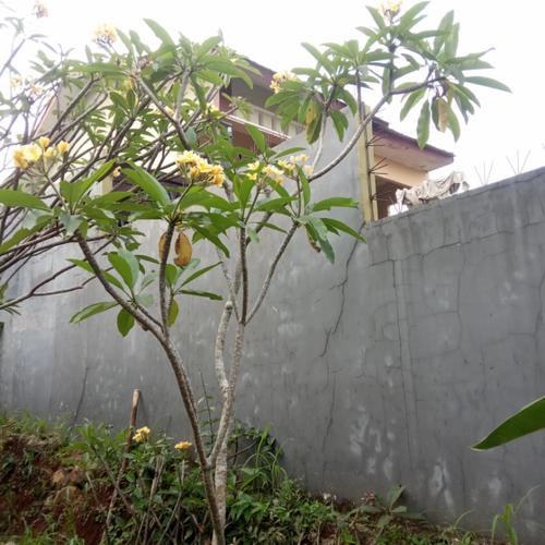 Jual pohon kamboja bunga kuning ukuran 3meter - Kota Depok - Tanaman ...