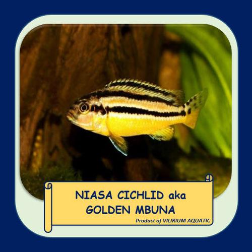 Jual IKAN HIAS AIR TAWAR - NIASA CICHLID aka GOLDEN MBUNA - ±2cm - Jakarta Pusat - Vilirium ...