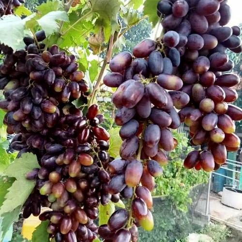 Jual tanaman anggur import GosV - Kota Kediri - Pusat bibit grosir ...