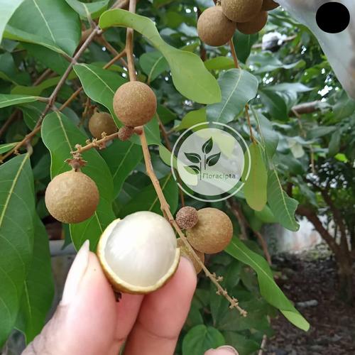 Jual Pohon kelengkeng new kristal - Tambulapot - Bibit buah lengkeng ...