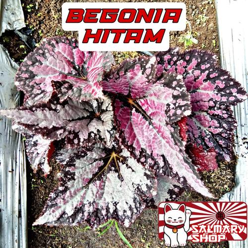 Jual Tanaman HIas Bunga Begonia Hitam Waru Ungu Sexy Maroon - Remaja ...