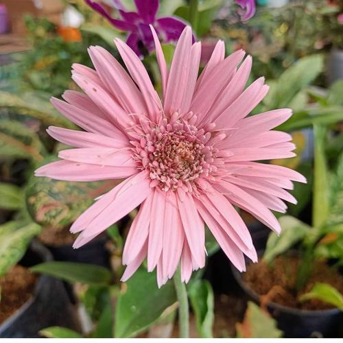 Jual TANAMAN HIAS BUNGA GERBERA PINK - Kab. Bogor - Rose Taman | Tokopedia