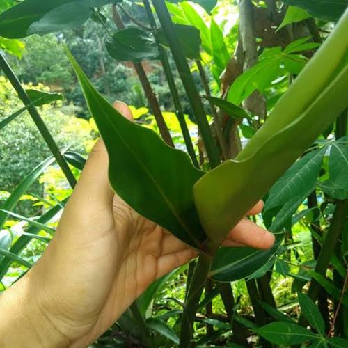 Jual Bibit buah parahulu rambutan tanah - Kab.Ciamis - Setia Nan Jaya ...