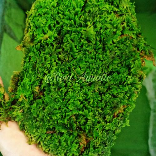 Promo Wepping Moss Clump Full Air - Kota Surabaya - Rwd Aquatic | Tokopedia