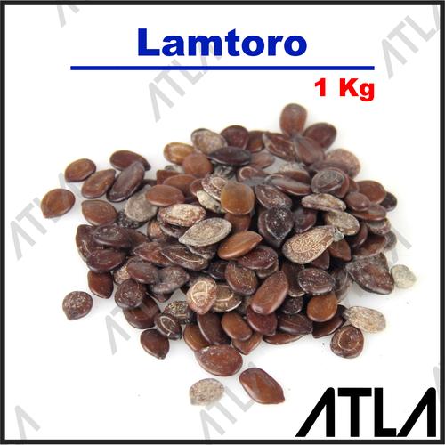 Jual Benih Lamtoro 1 kg Biji Petai Pete Cina Bibit Tanaman Melanding ...