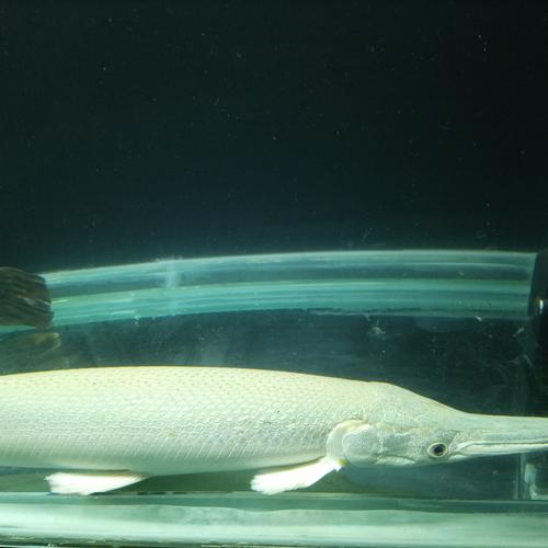 Jual Ikan Predator Alligator Platinum Gar Jumbo Size - Kota Depok ...