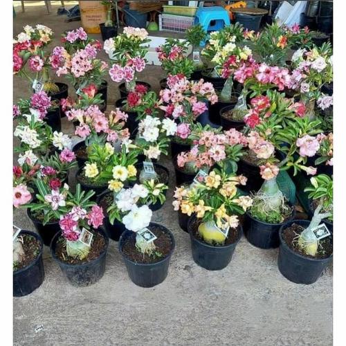 Jual Adenium bunga tumpuk grafting size A cantik - Jakarta Utara ...