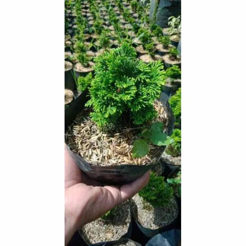 Jual Bibit tanaman Hias Cemara enoki - Kab. Bandung Barat - Zain flower ...