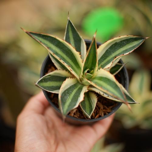 Jual Agave Attenuata Variegata Siklok Mini - Kab. Magelang ...