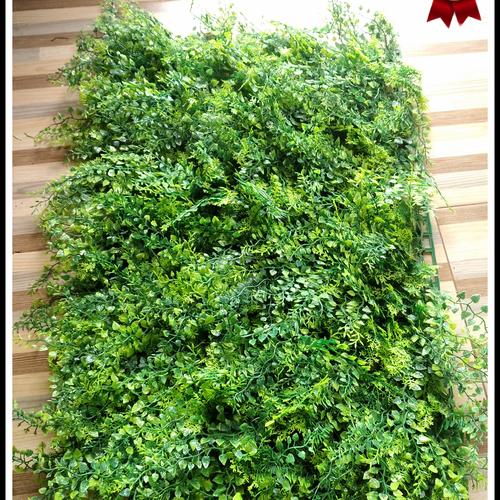 Jual MURAH daun dolar pakis/tanaman pakis dokar ukuran 40×60 - Kab ...