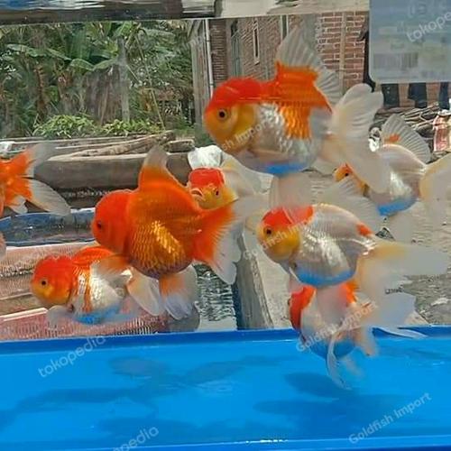 Jual ikan mas koki oranda short body / oranda short body size 9cm - S ...