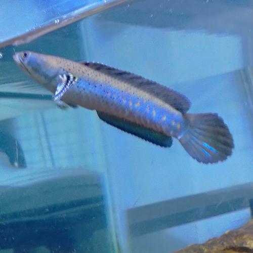 Jual channa blue pulchra 15-17cm - Kab. Bekasi - Toko Ikan Brother ...