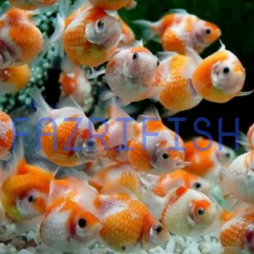 Jual ikan mas koki mutiara tikus - Kota Bekasi - Fazrifish | Tokopedia