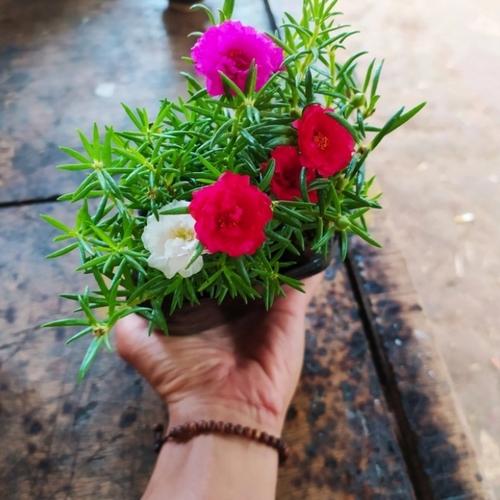 Jual tanaman hias moss rose sutera bombay bunga tanaman - Kab. Bogor ...