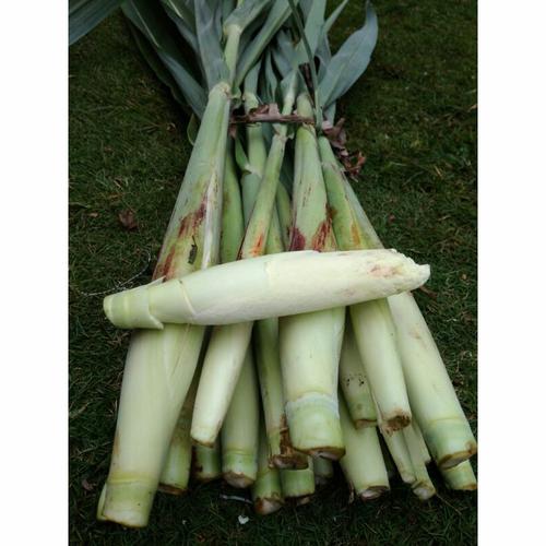 Jual Sayur terubuk segar/Telur tebu/terubus/tiwu endog - Jakarta Pusat ...